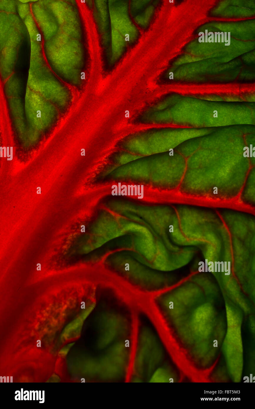 Red chard bright leaf Stock Photo - Alamy