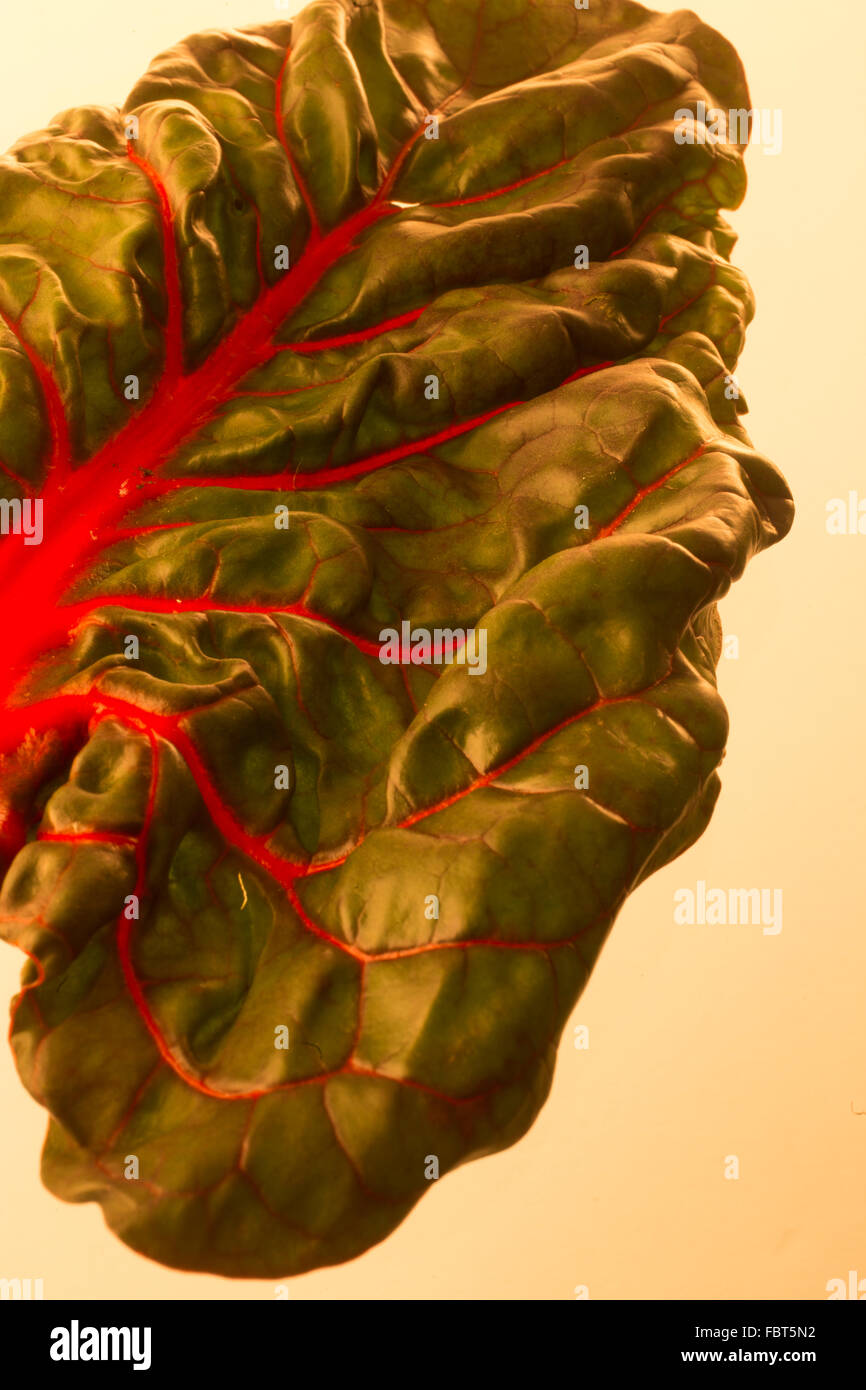 Red chard bright leaf Stock Photo - Alamy