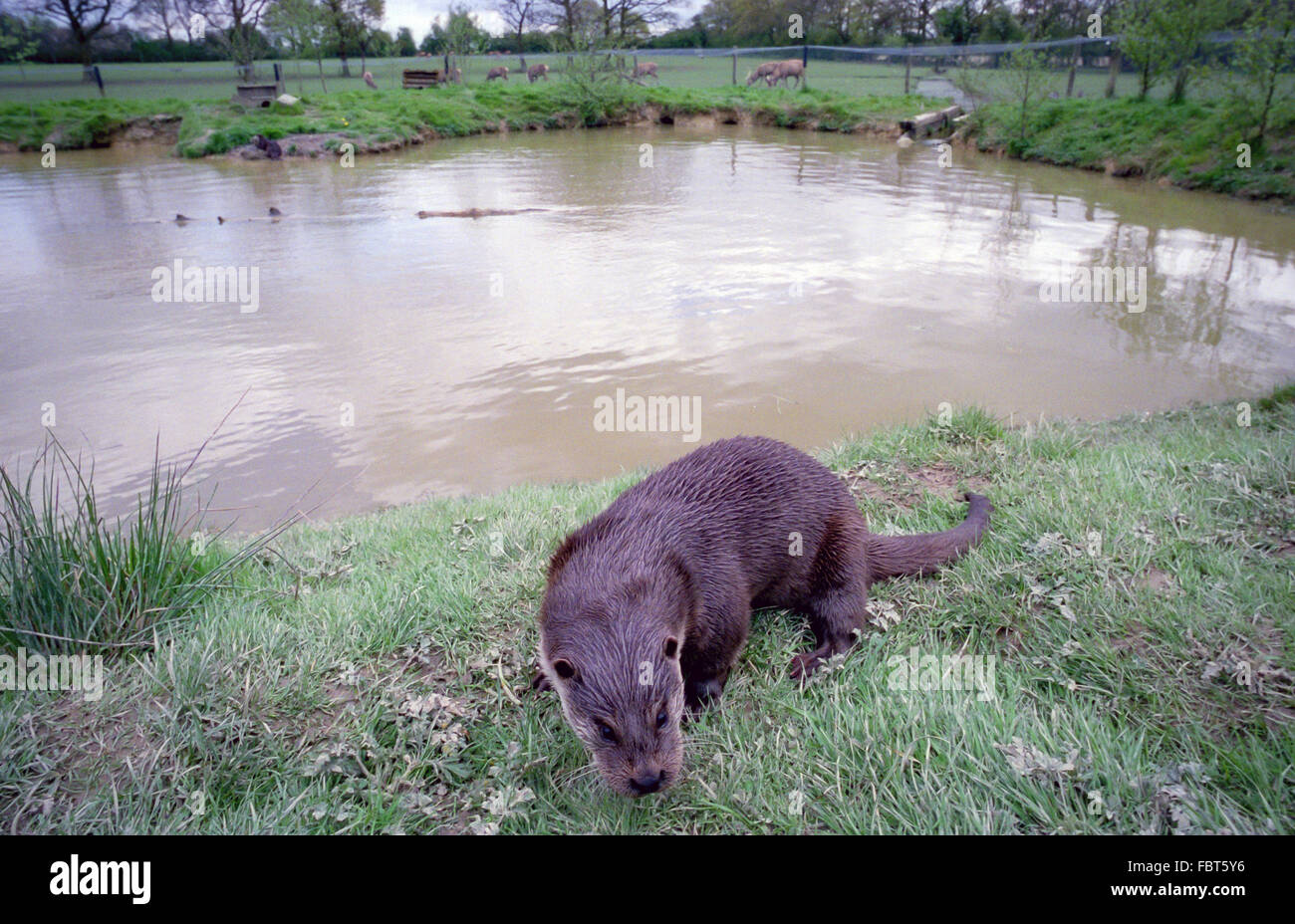 The British Wildlife Centre at Newchapel, Lingfield, Surrey: An otter ...