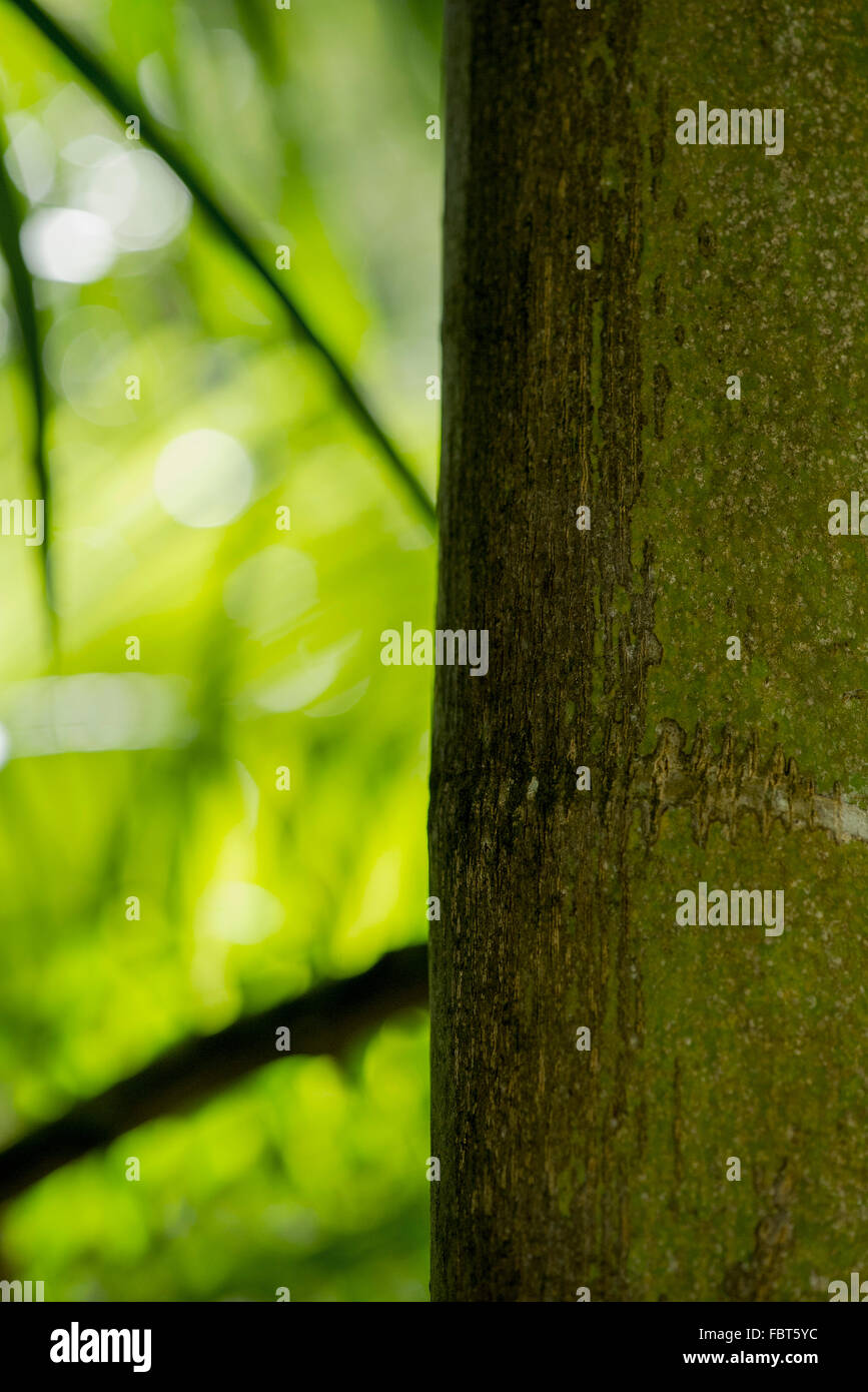 Close tree trunk fronds hi-res stock photography and images - Alamy