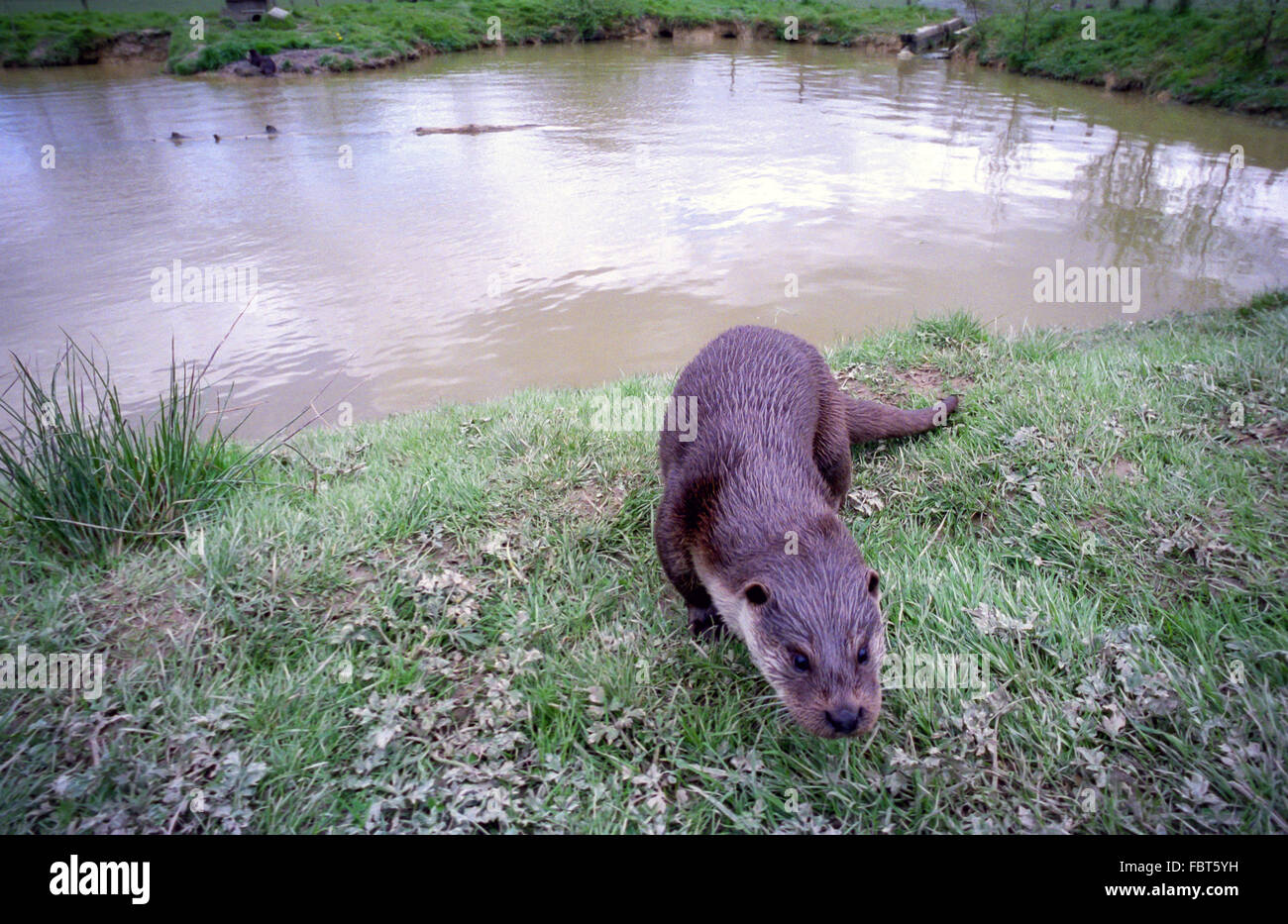 The British Wildlife Centre at Newchapel, Lingfield, Surrey: An otter ...