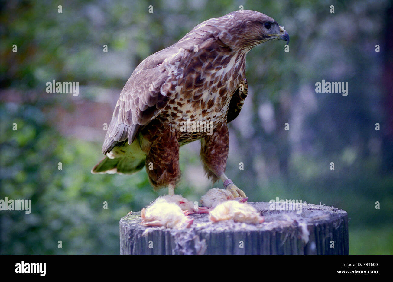 The British Wildlife Centre at Newchapel, Lingfield, Surrey: A bird of ...