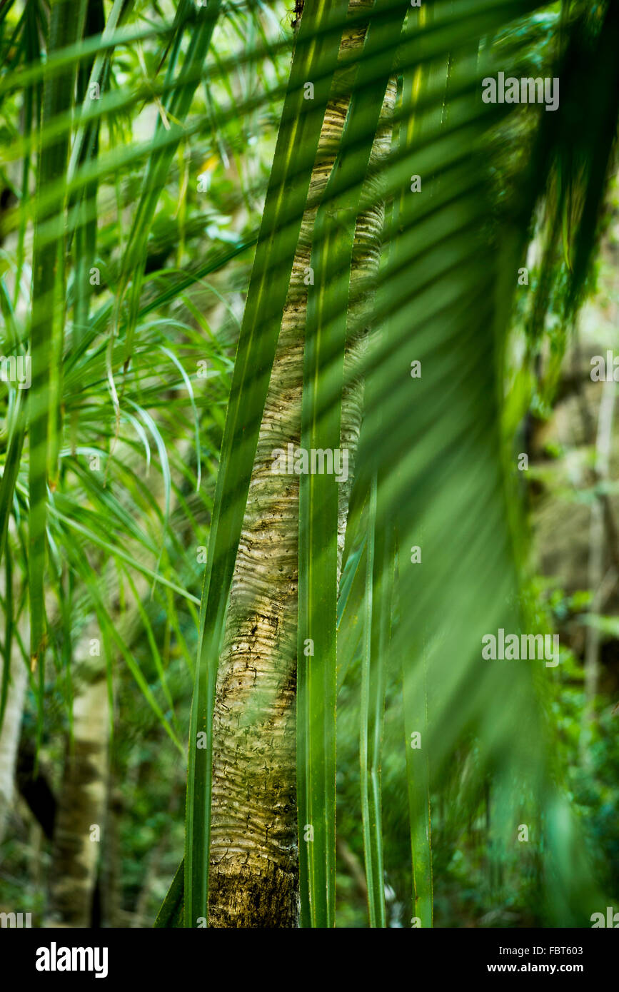 Palm tree trunks up close hi-res stock photography and images - Alamy