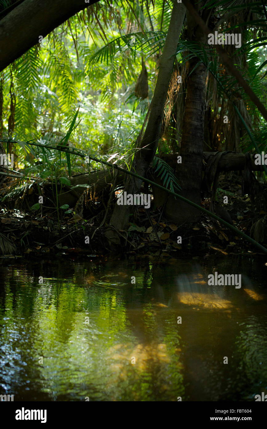 Tropical rainforests and waters hi-res stock photography and images - Alamy