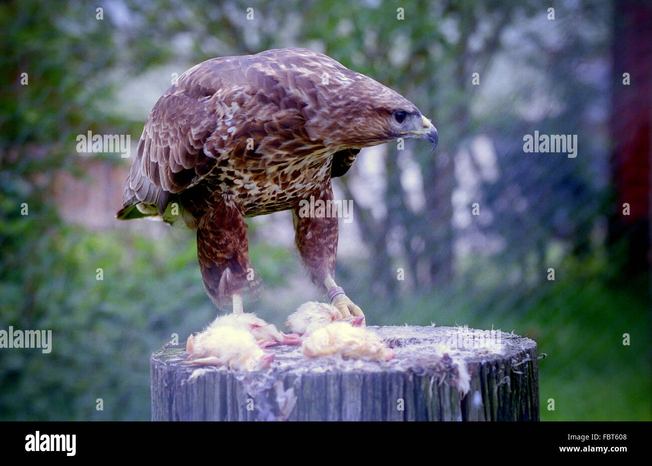 The British Wildlife Centre at Newchapel, Lingfield, Surrey: A bird of ...