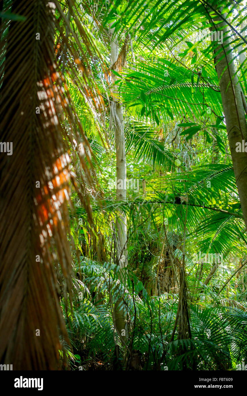 Folliage no hi-res stock photography and images - Alamy