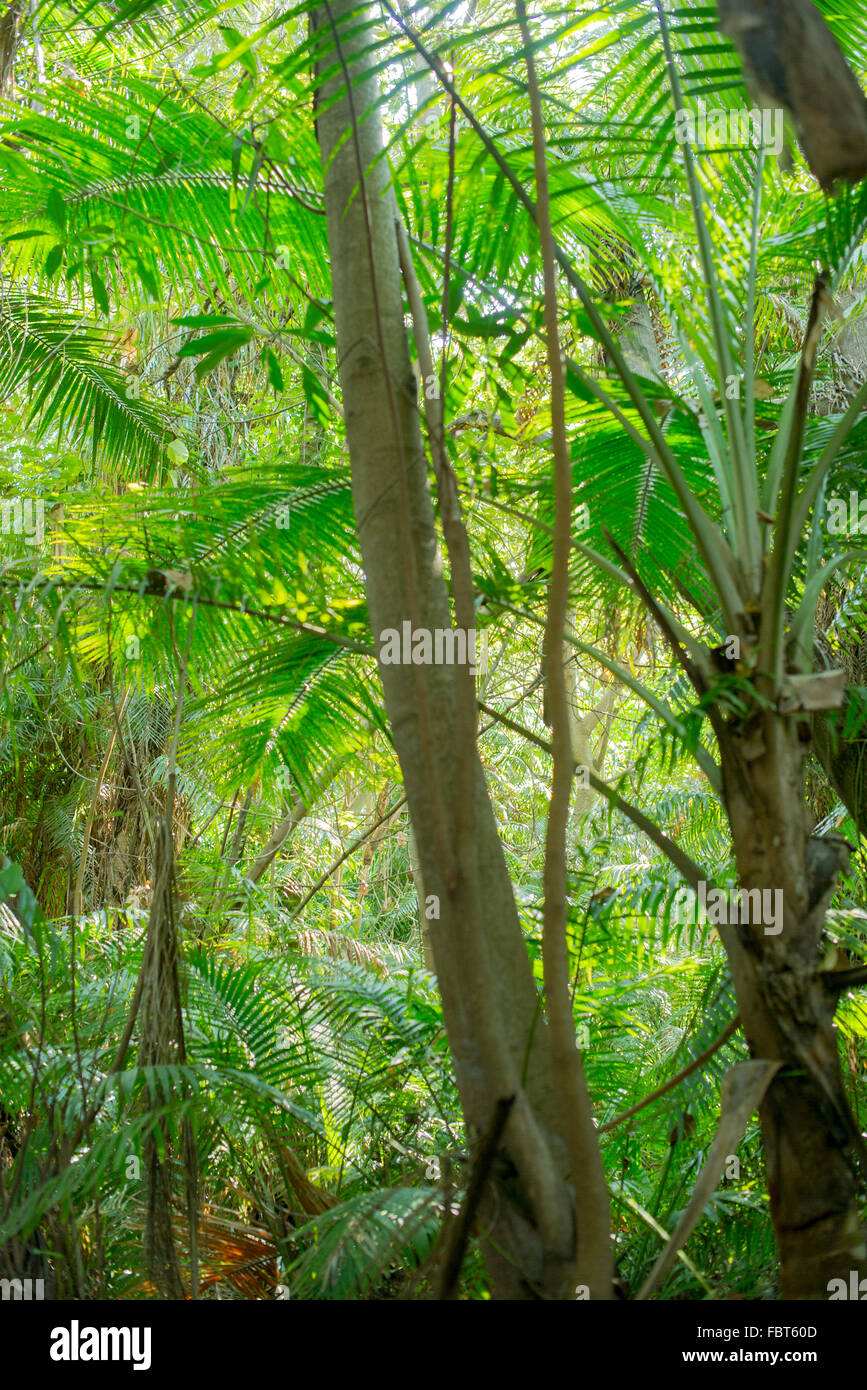 Beauty leaf natural palm plants trees hi-res stock photography and ...