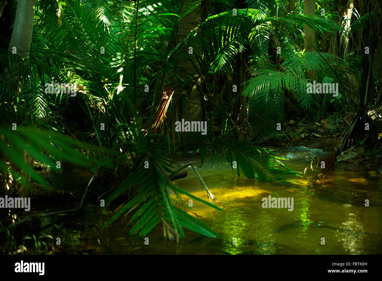 Tropical Swamp High Resolution Stock Photography and Images - Alamy