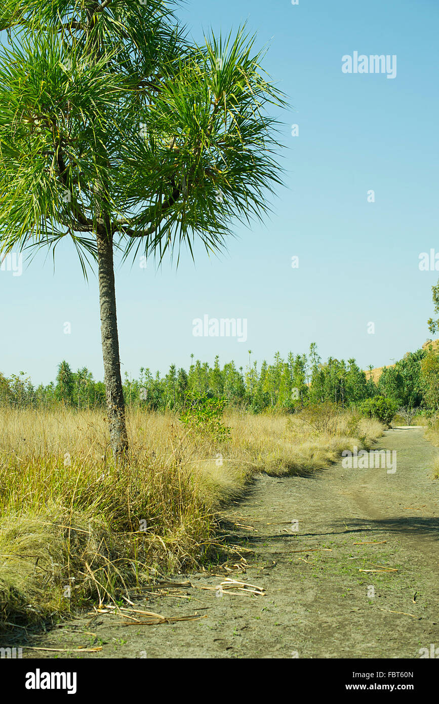 Tropical tree growing beside path through countryside Stock Photo - Alamy