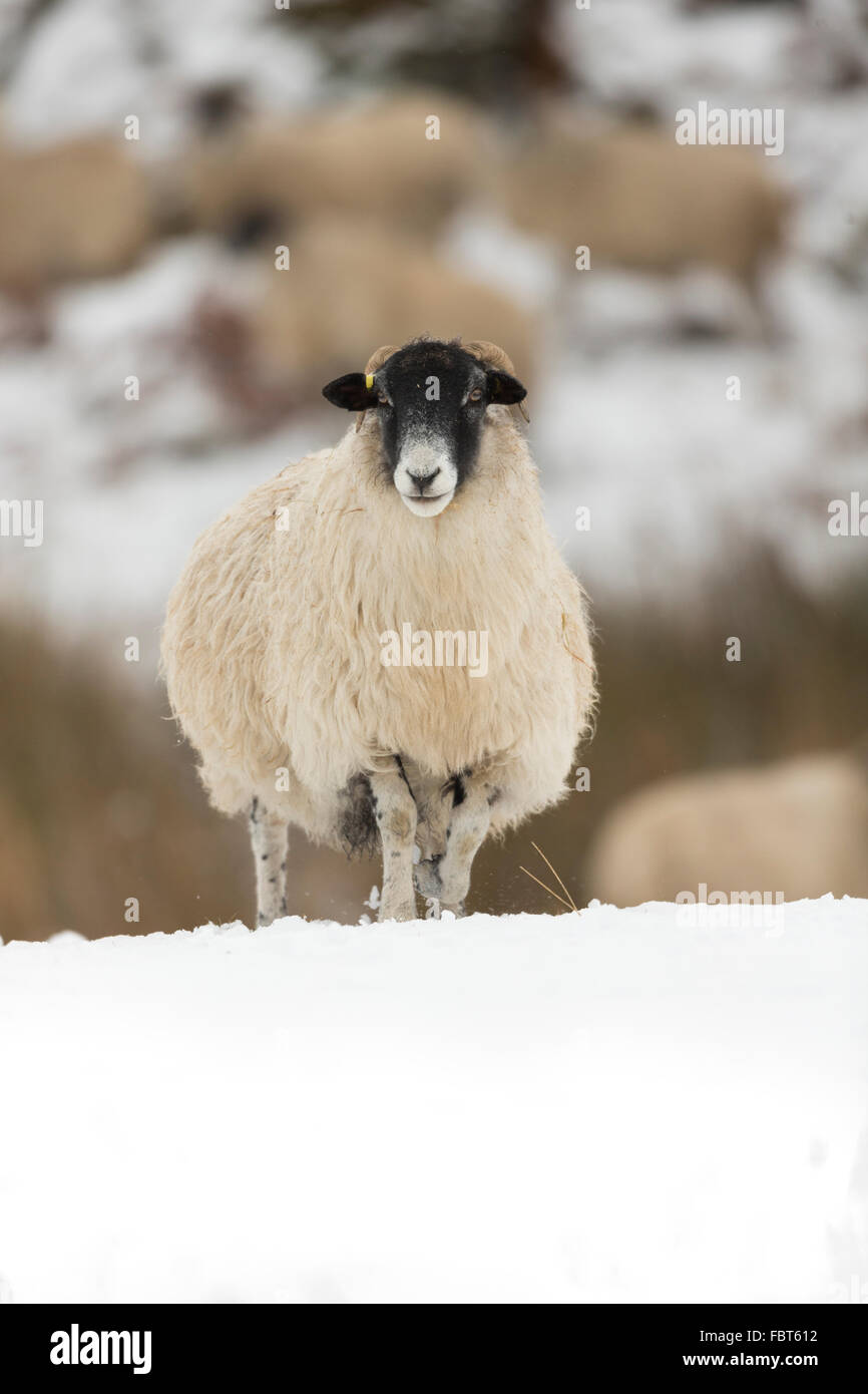 Sheep in the snow Stock Photo - Alamy