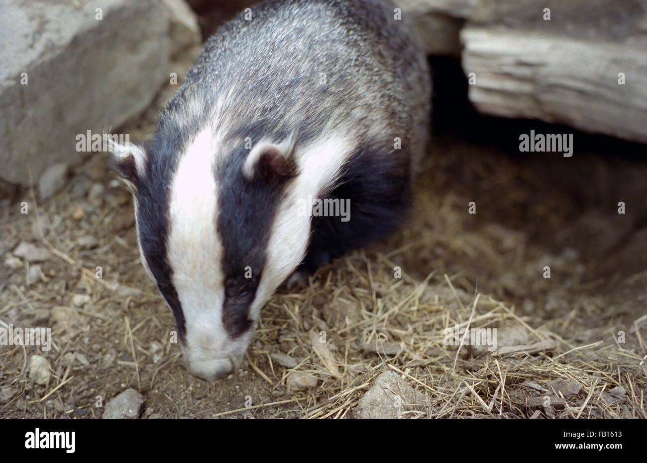 The British Wildlife Centre at Newchapel, Lingfield, Surrey: A badger ...