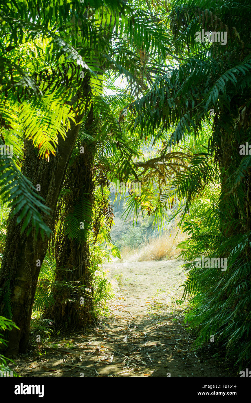 Palms tree plant plants palmtree palmtrees hi-res stock photography and ...