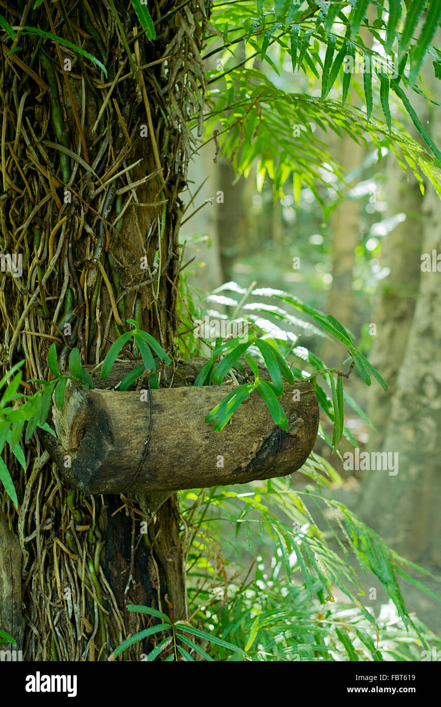 Madagascan tree leaves hi-res stock photography and images - Alamy