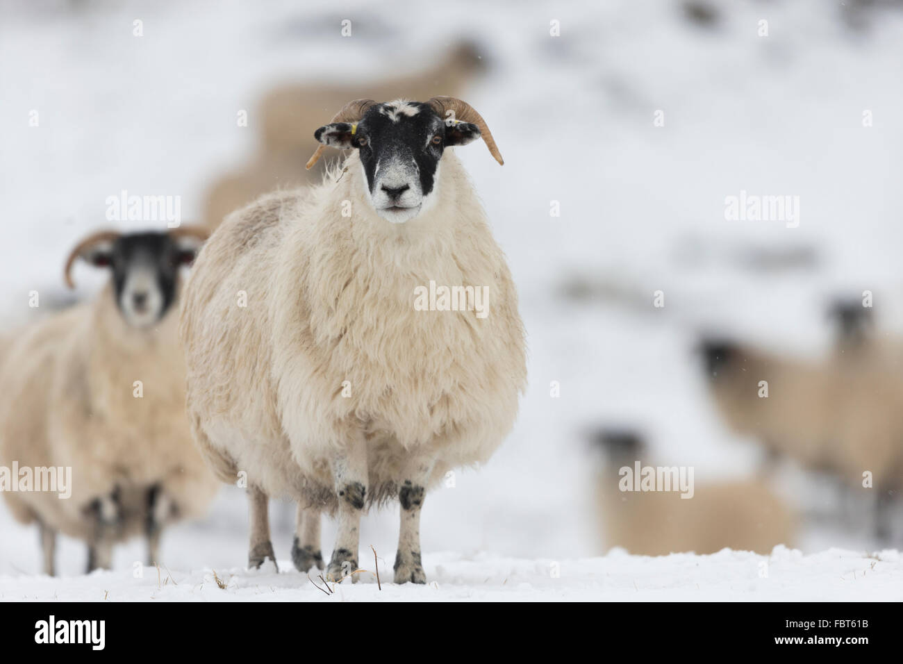 Sheep in the snow Stock Photo - Alamy Sheep in the snow Stock Photo - Alamy