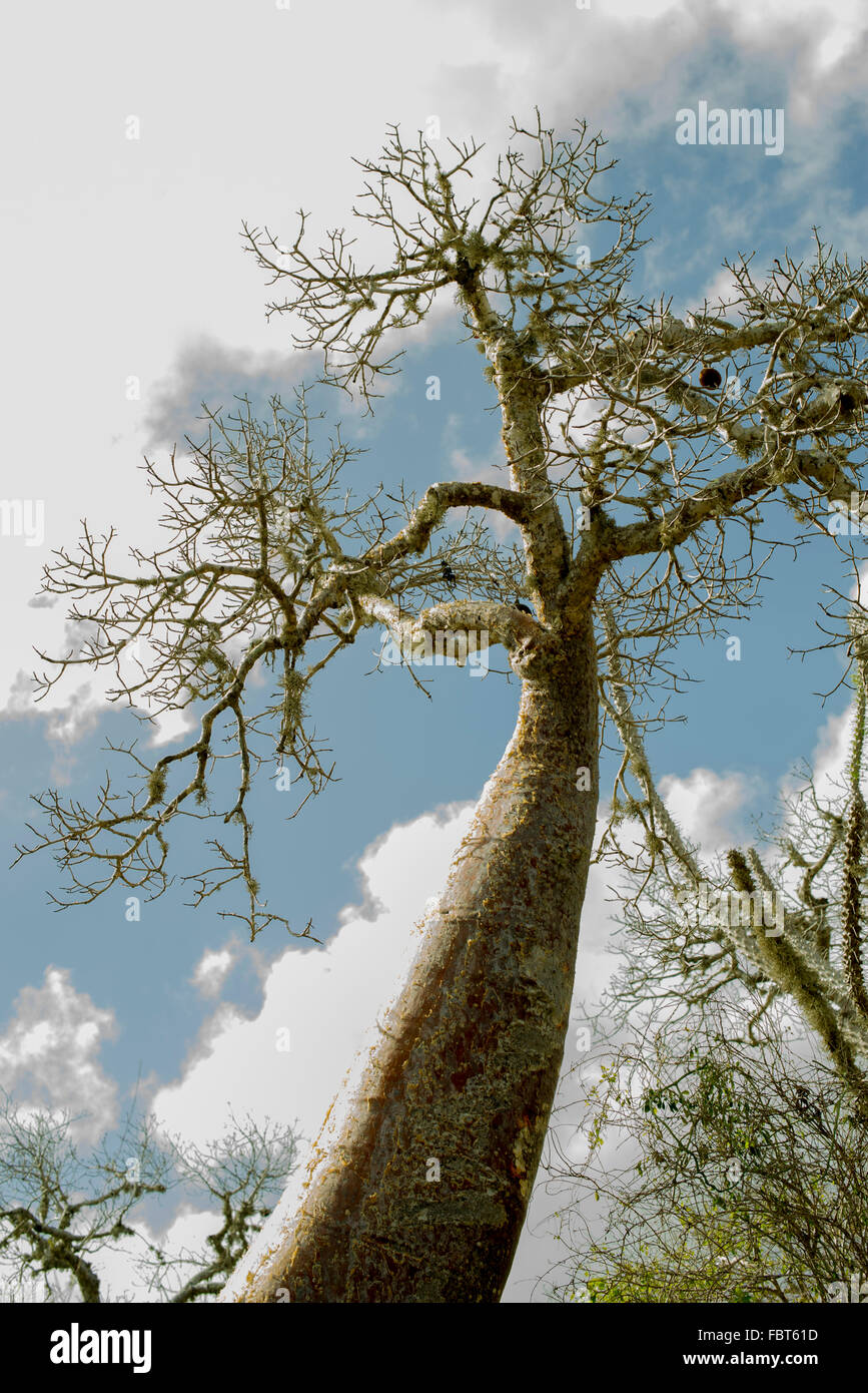 Baobab tree, low angle view Stock Photo - Alamy