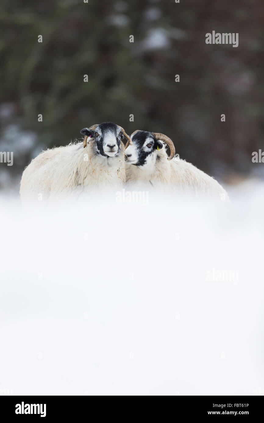 Lamb snow field hi-res stock photography and images - Alamy