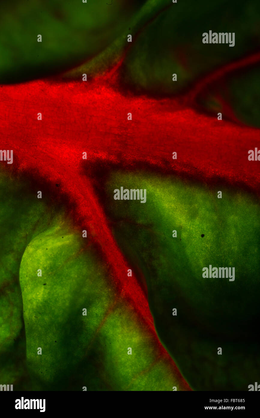 Red chard bright leaf Stock Photo - Alamy
