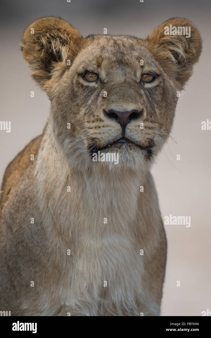 Portrait of a young lioness hi-res stock photography and images - Alamy