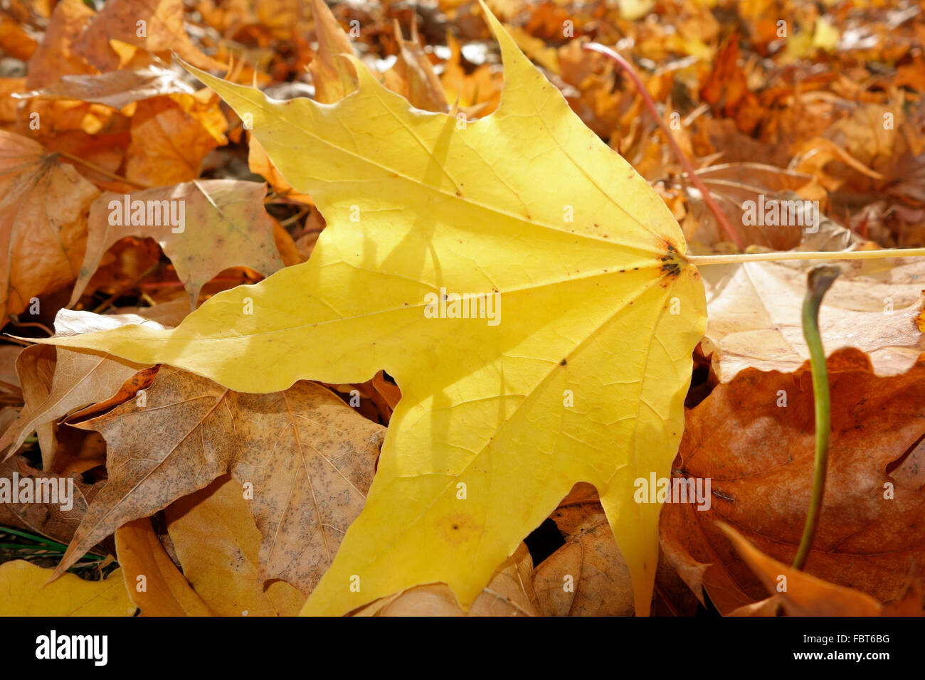 Maple yellow leaf hi-res stock photography and images - Alamy