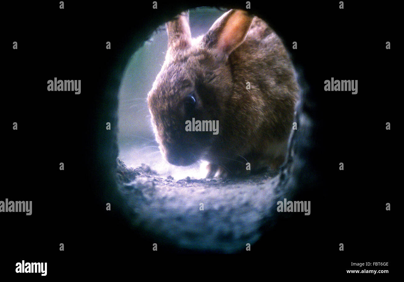 The British Wildlife Centre at Newchapel, Lingfield, Surrey: A rabbit ...