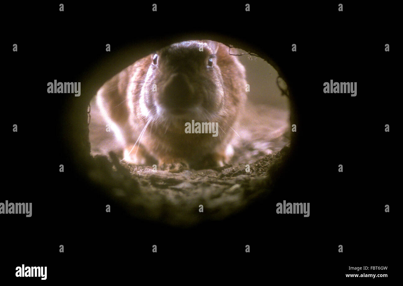 The British Wildlife Centre at Newchapel, Lingfield, Surrey: A rabbit ...