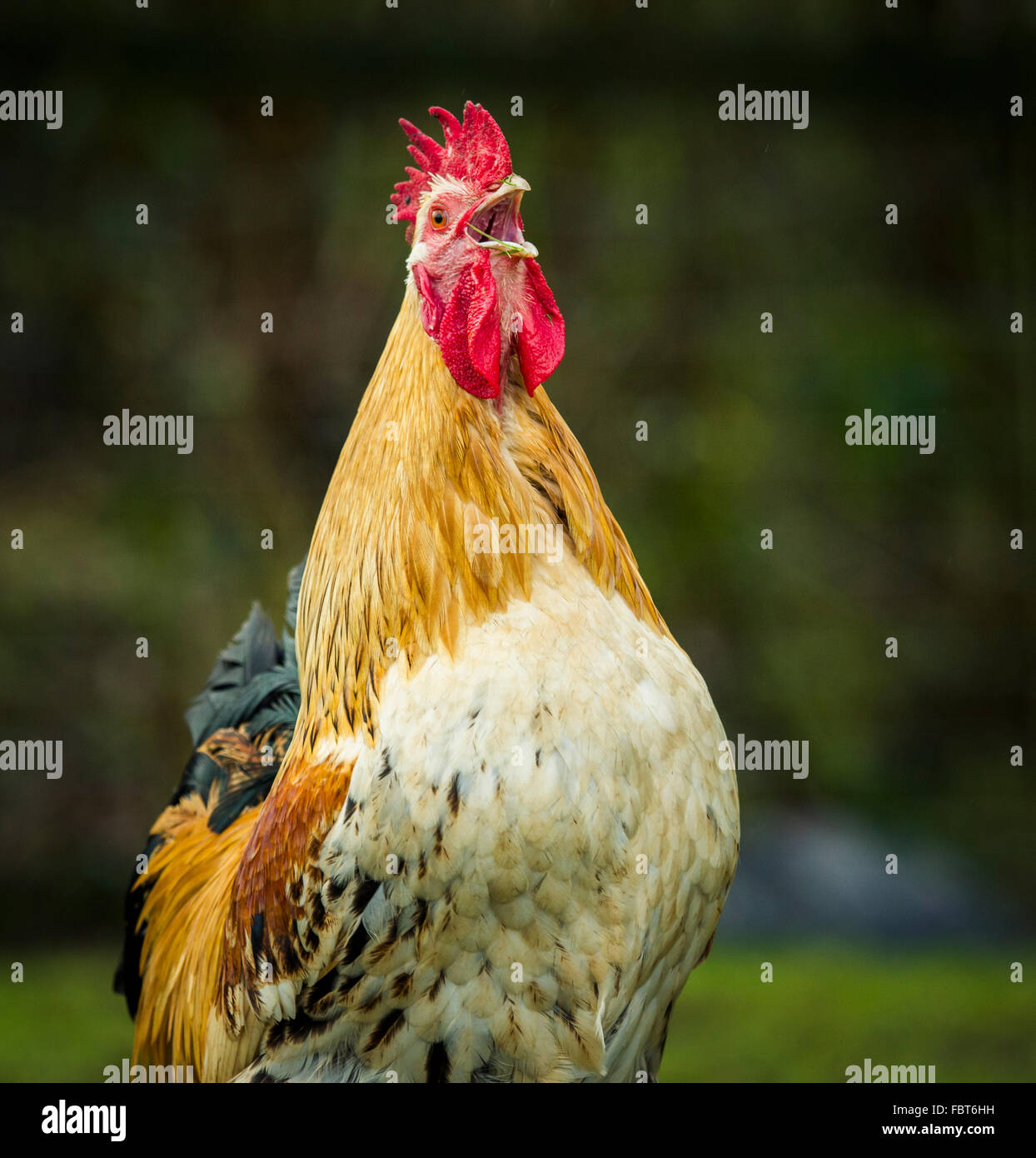 Rooster Crowing At Dawn