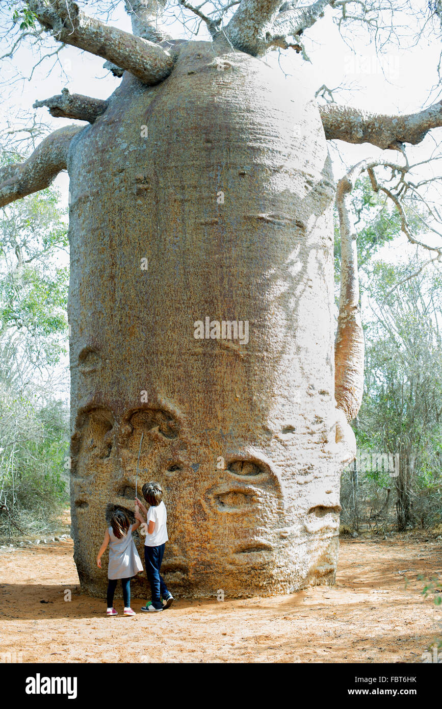 Young baobab tree hi-res stock photography and images - Alamy