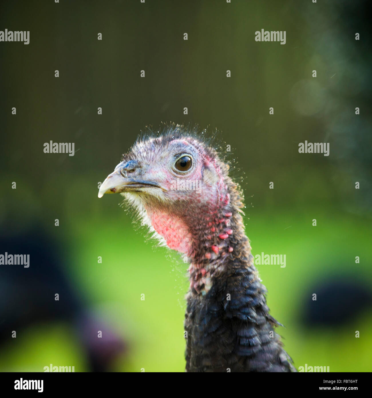 Turkey portrait, Somerset farmyard Stock Photo - Alamy