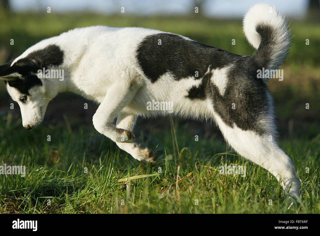 Perro husky hi-res stock photography and images - Alamy