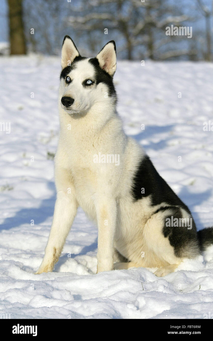 Perro husky hi-res stock photography and images - Alamy