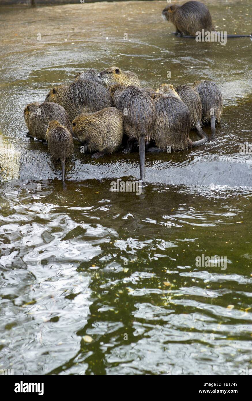 Beavers hi-res stock photography and images - Alamy