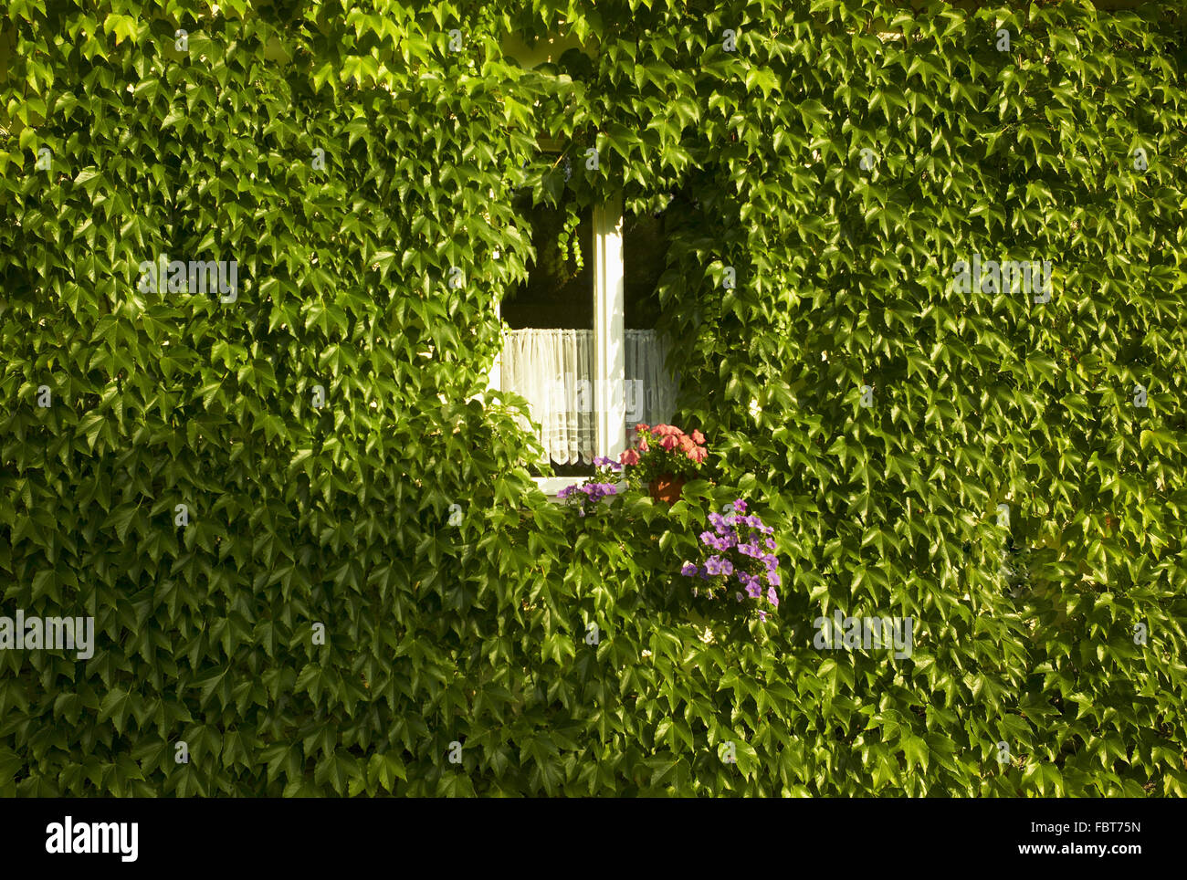 Overgrown frontage hi-res stock photography and images - Alamy