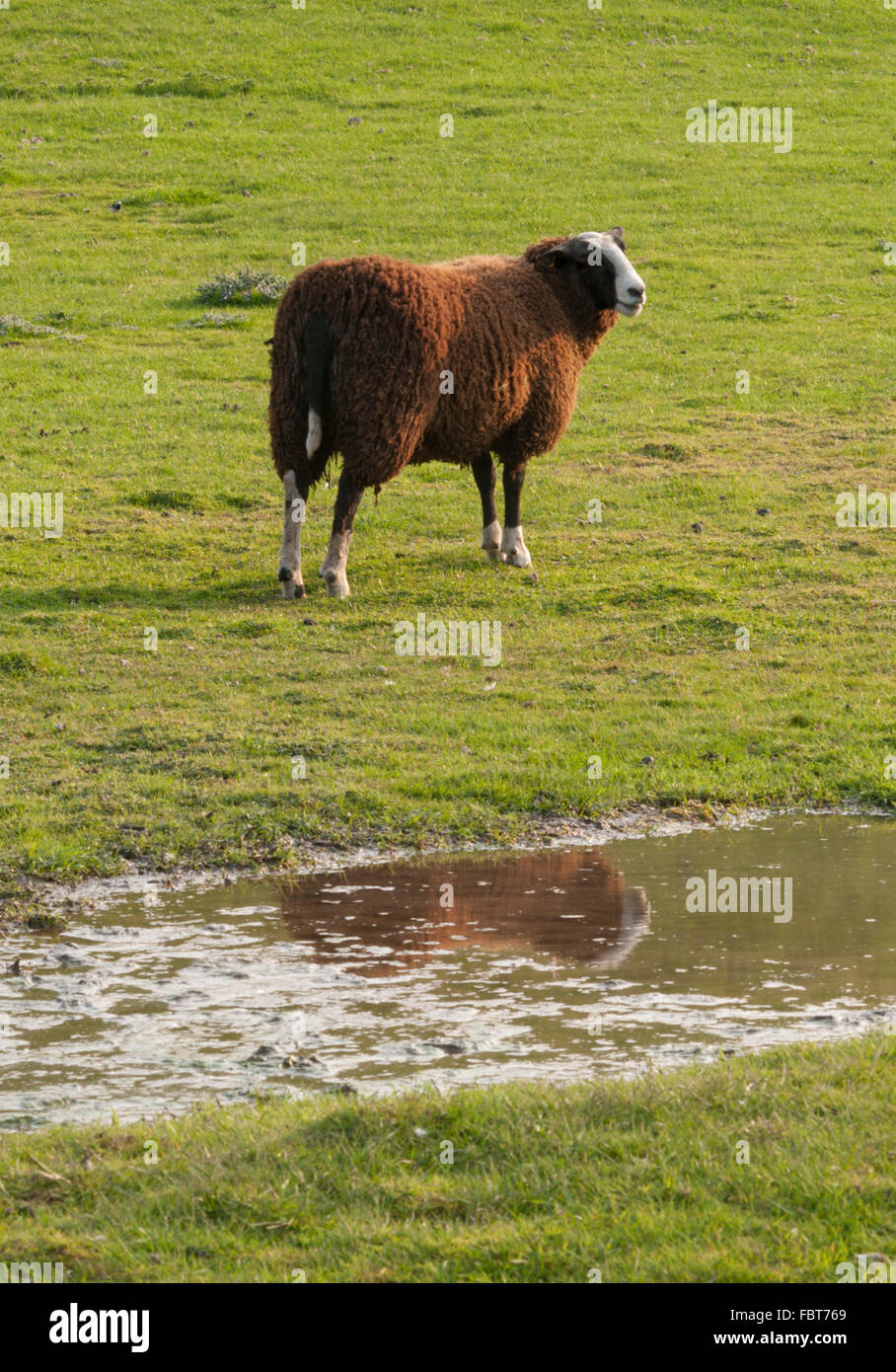 Black Zwartbles sheep in Spring, Perthshire,Scotland Stock Photo - Alamy
