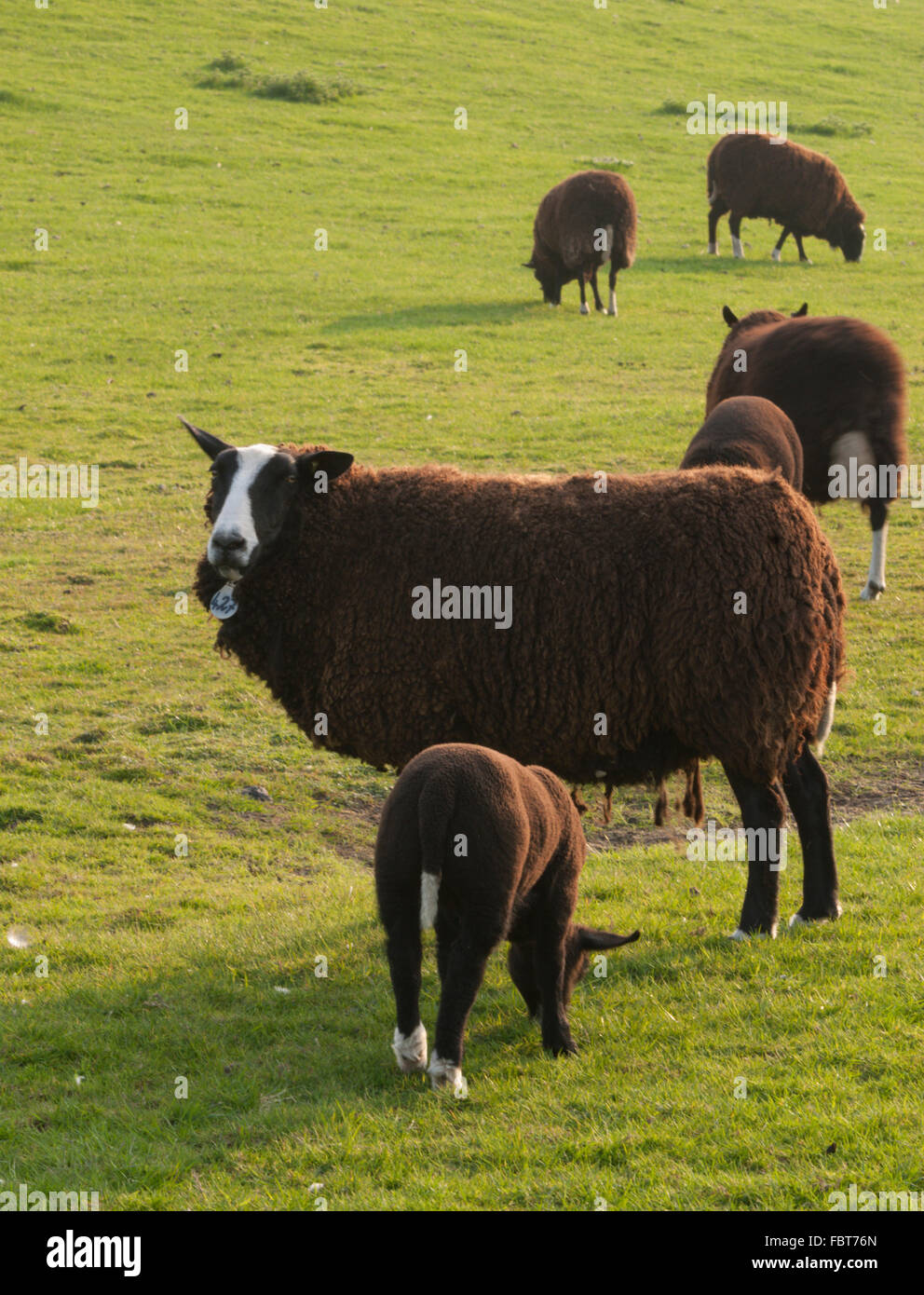 Black Zwartbles sheep with lambs in Spring, Perthshire,Scotland Stock ...