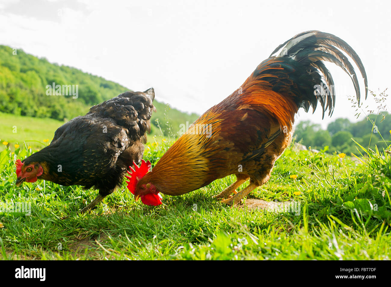 Rooster and hen Stock Photo - Alamy