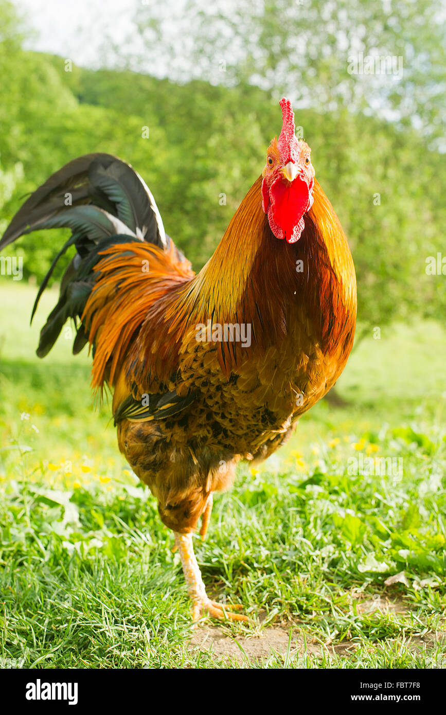 Roosters leg hi-res stock photography and images - Alamy