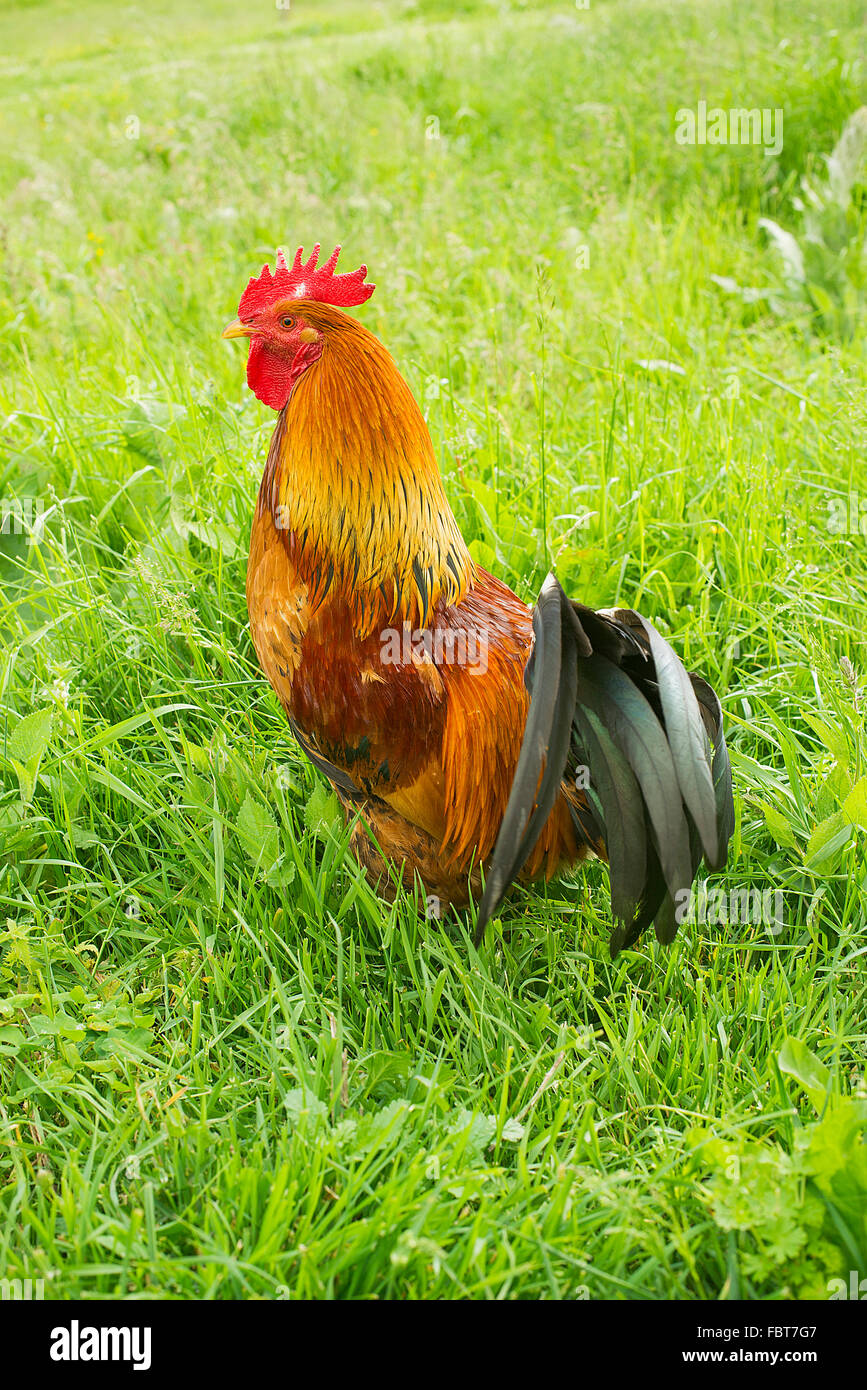 Rooster without chickens hi-res stock photography and images - Alamy