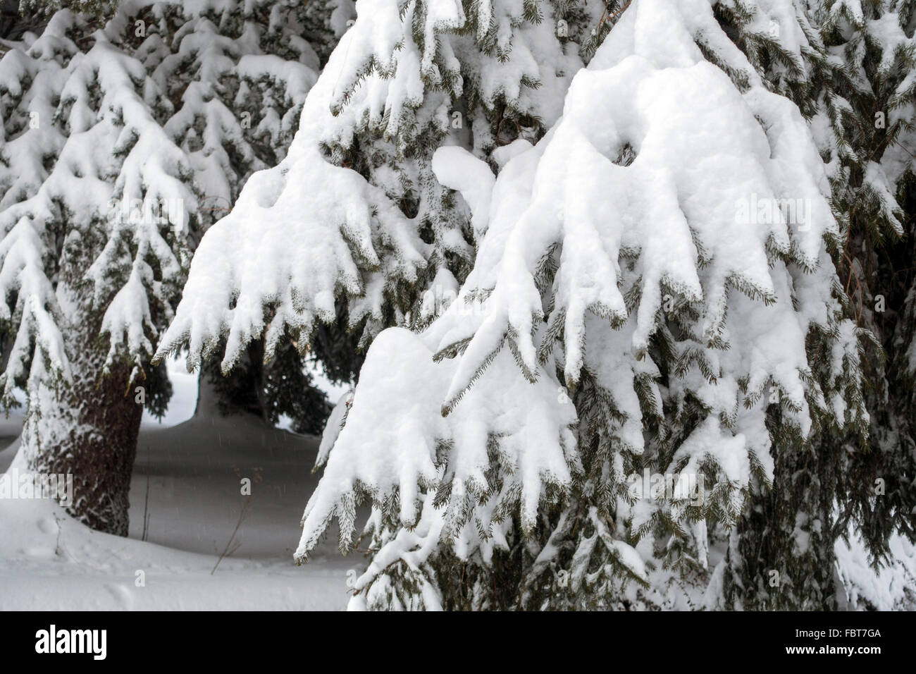 On pine trees hi-res stock photography and images - Alamy