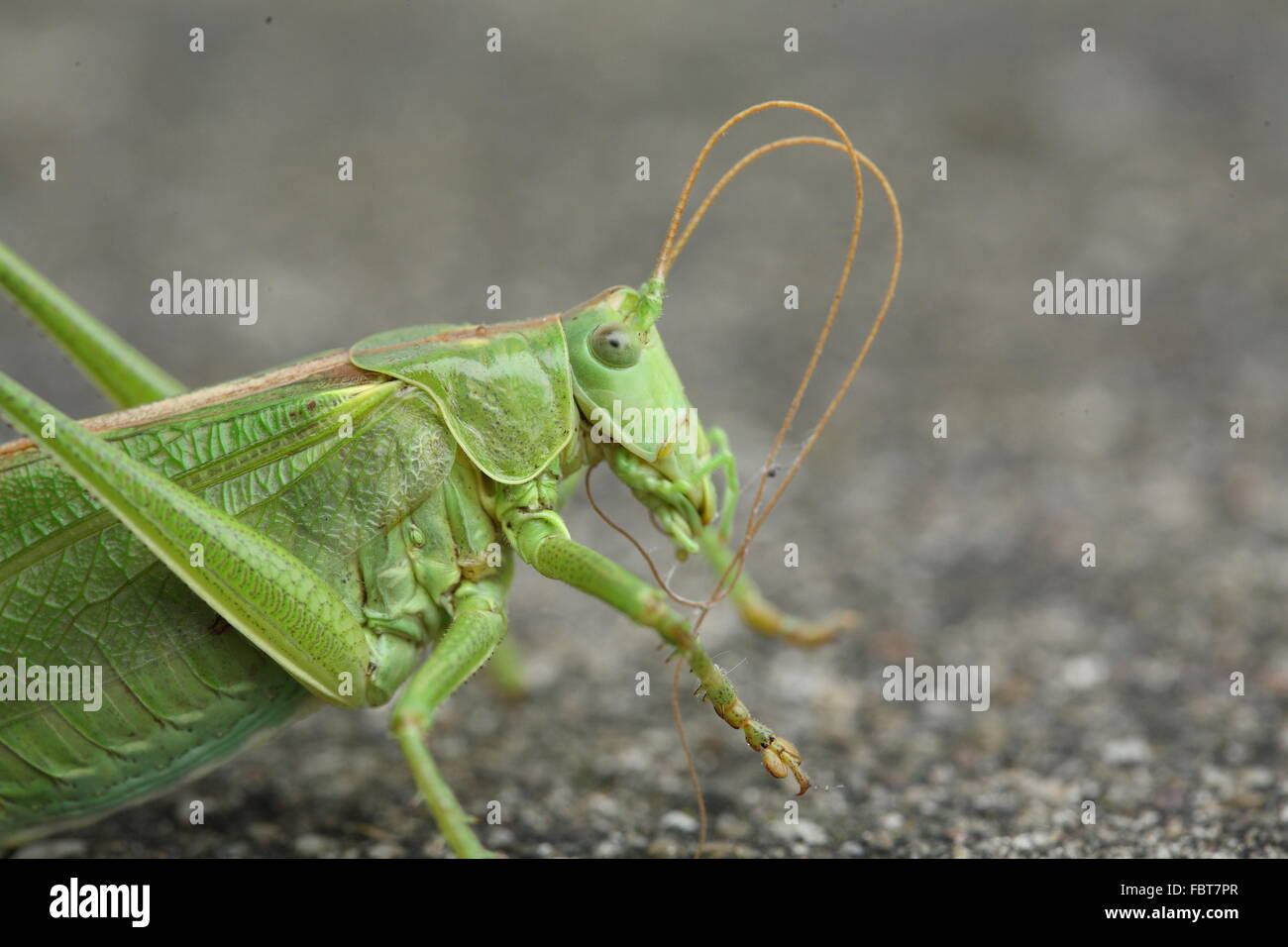 Construction animals hi-res stock photography and images - Alamy