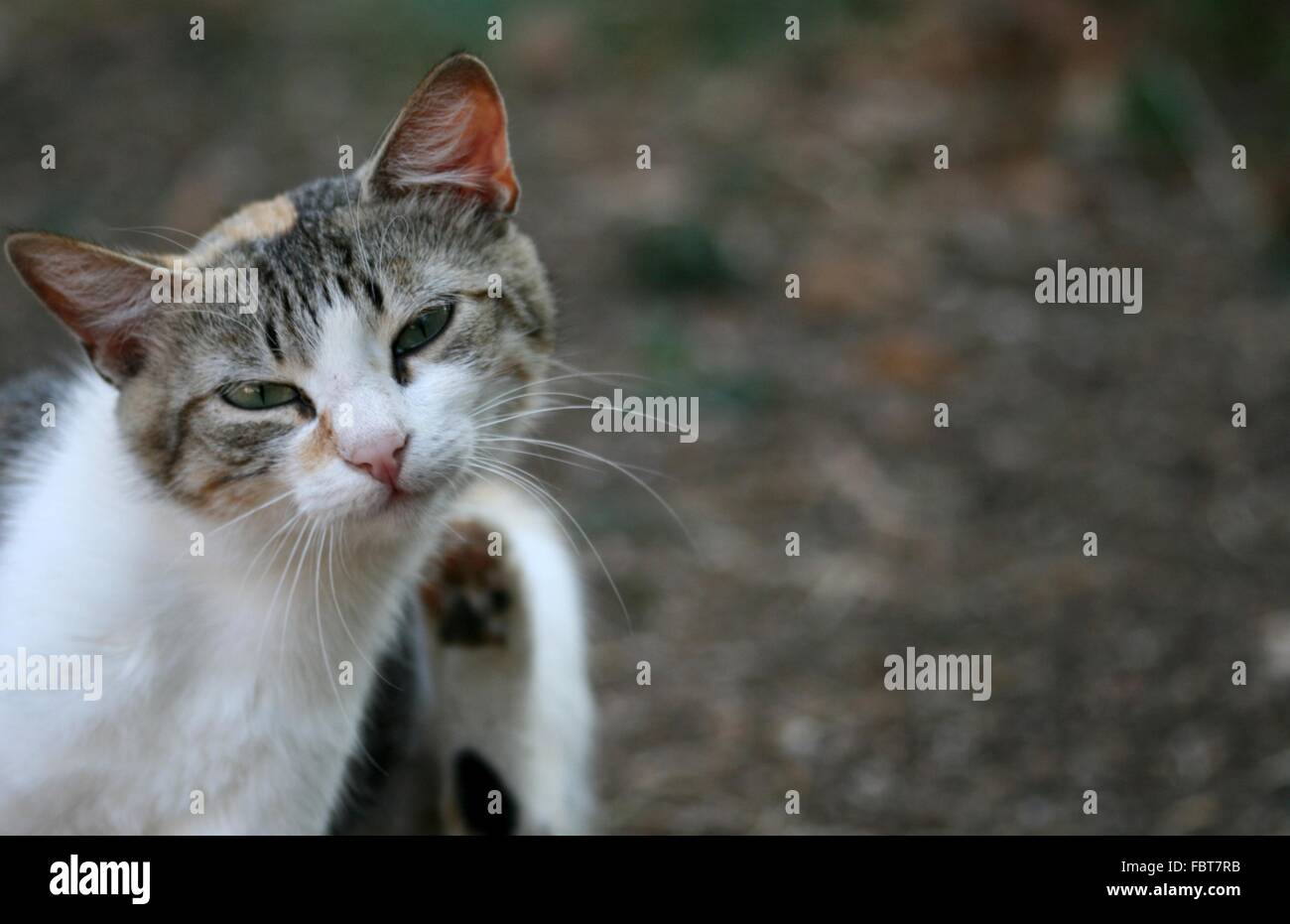 Katze sommer hi-res stock photography and images - Alamy