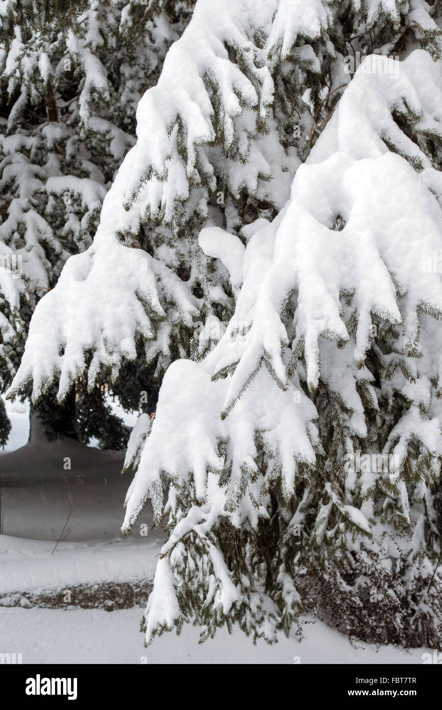 Deep snow on pine trees, French Pyrenees, winter Stock Photo - Alamy