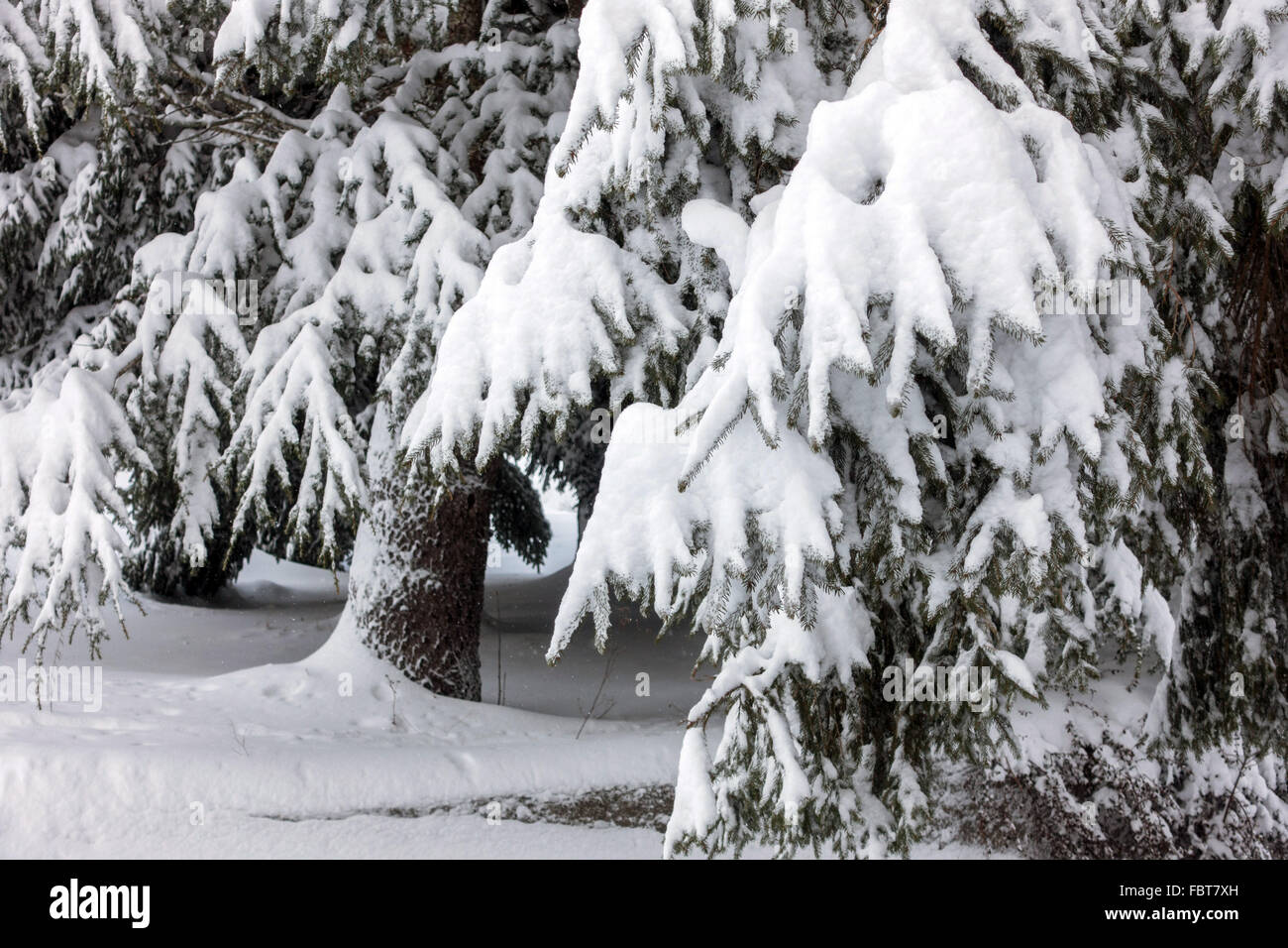 Deep snow on pine trees, French Pyrenees, winter Stock Photo - Alamy