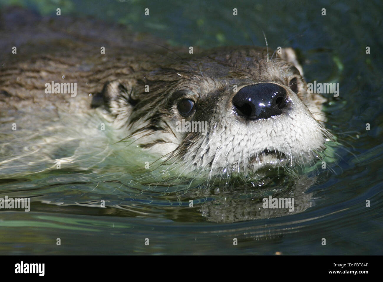 Otter extinct hi-res stock photography and images - Alamy