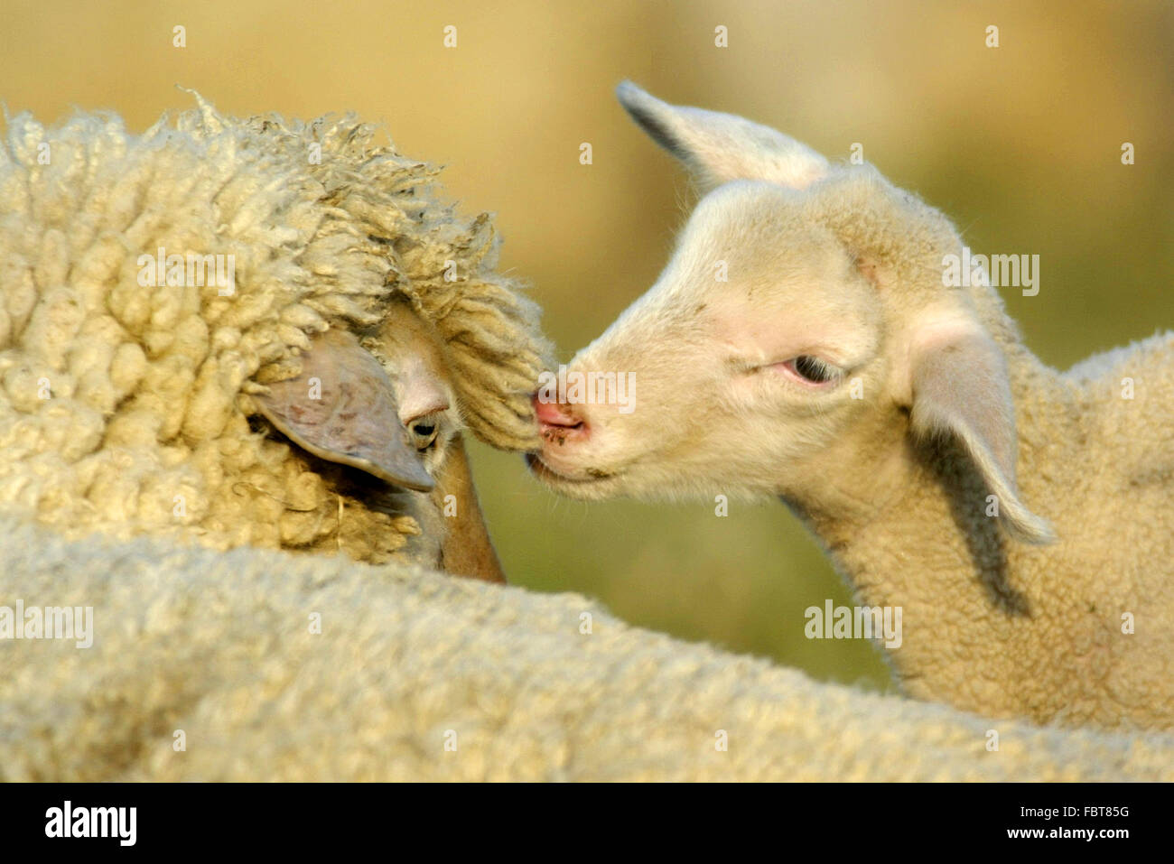 Merino Landschaf Animal Stock Photos & Merino Landschaf Animal Stock ...