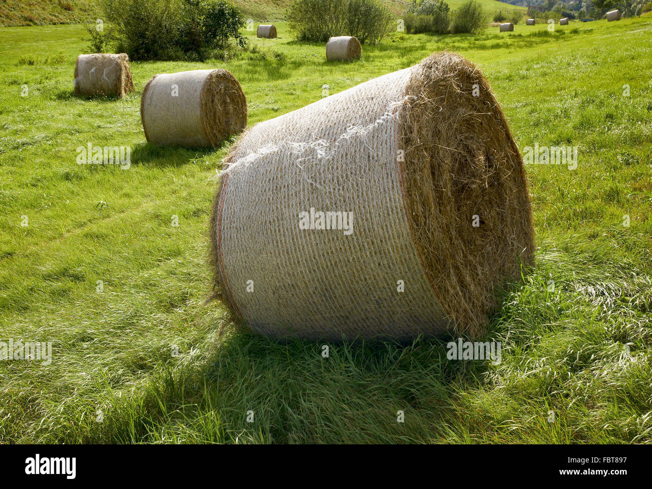 Ballen gras hi-res stock photography and images - Alamy