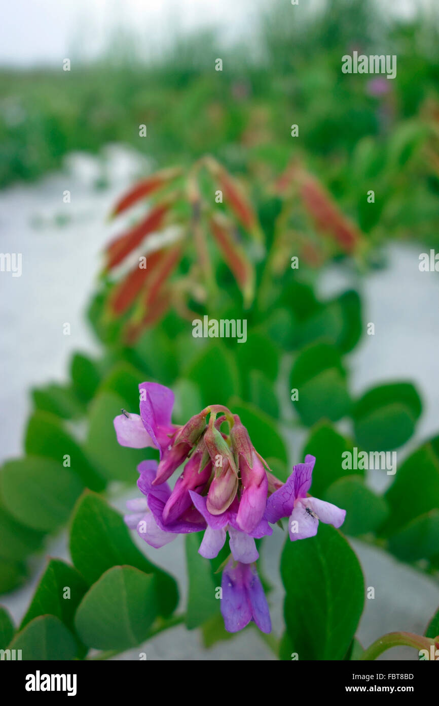 beach pea flowers and the plant on a Nova Scotian beach Stock Photo - Alamy