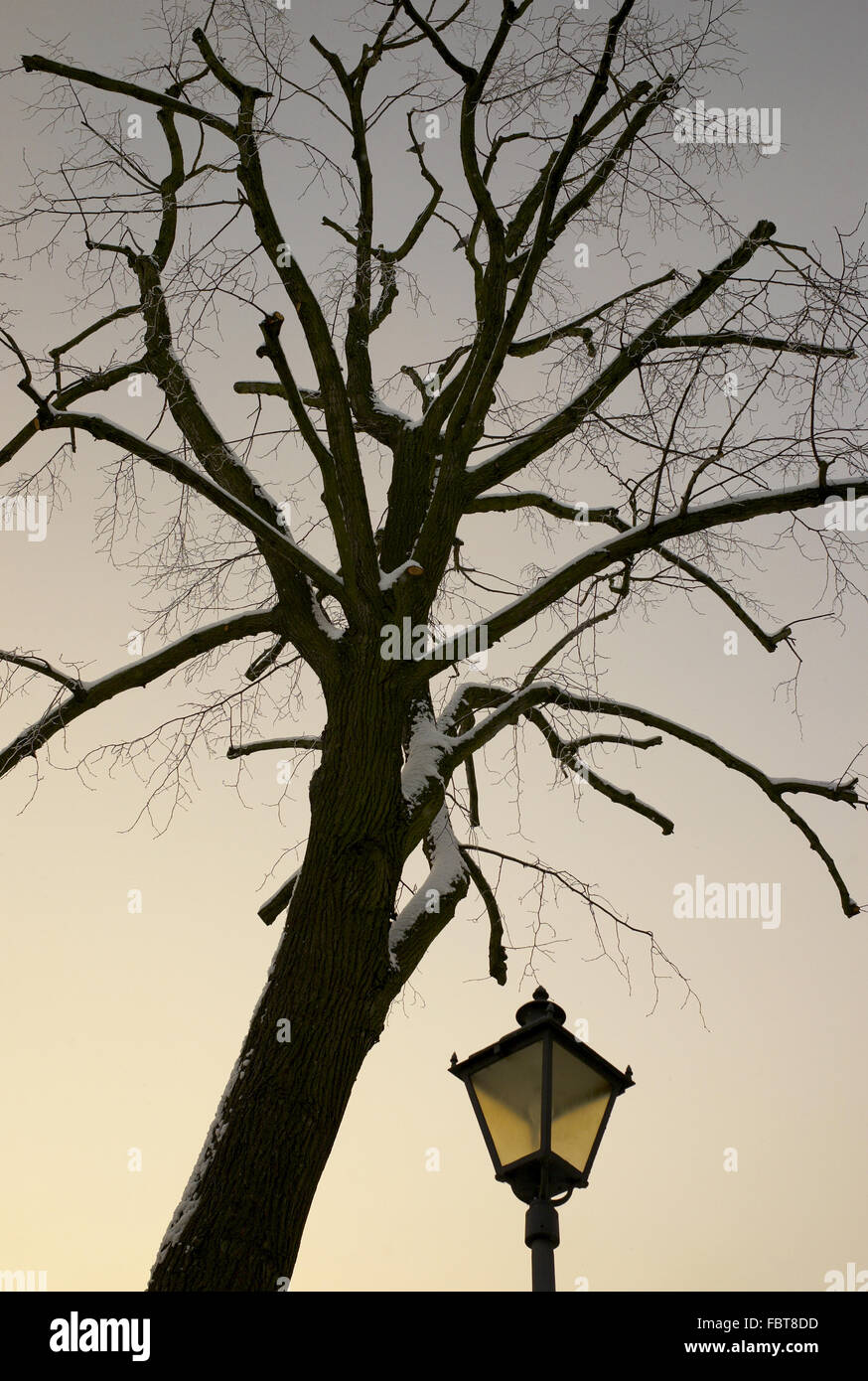 Tree with lamp Stock Photo - Alamy