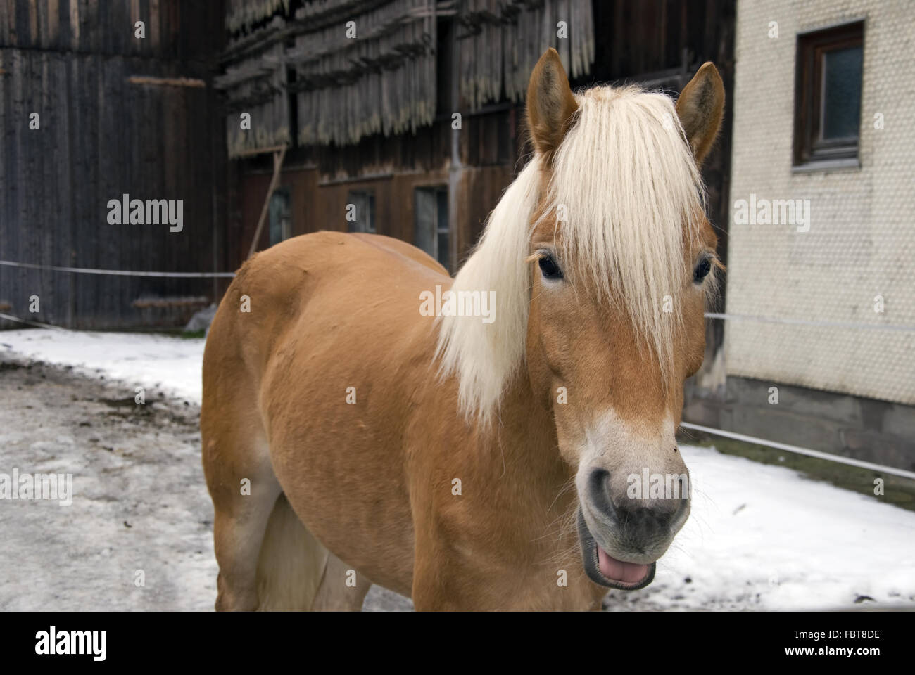 Haflinger pferde hi-res stock photography and images - Alamy
