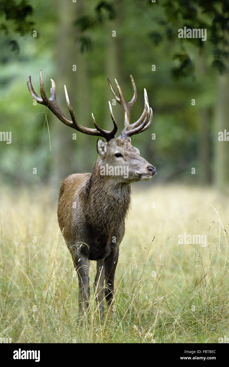 Danish red deer hi-res stock photography and images - Alamy