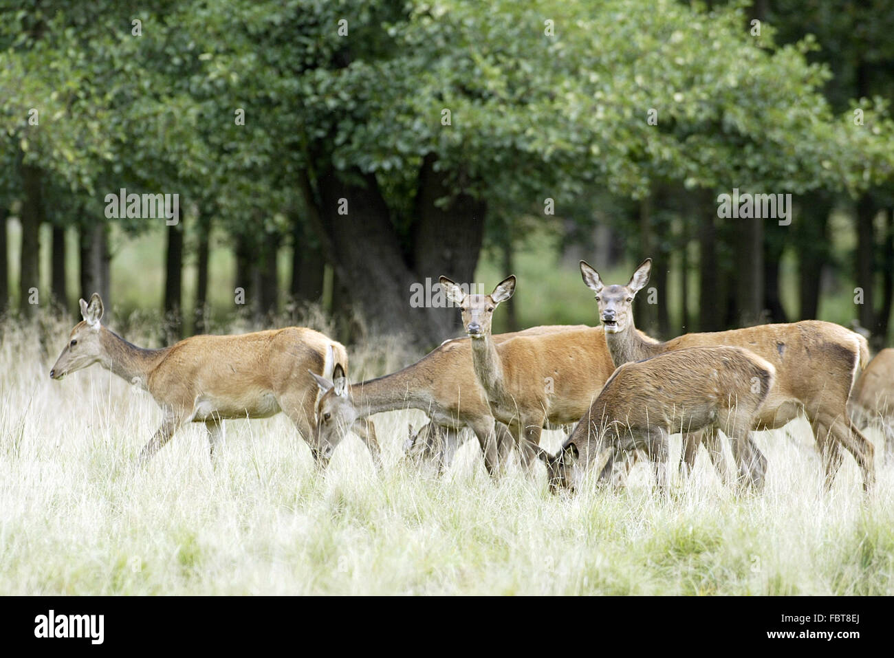 Danish red deer hi-res stock photography and images - Alamy